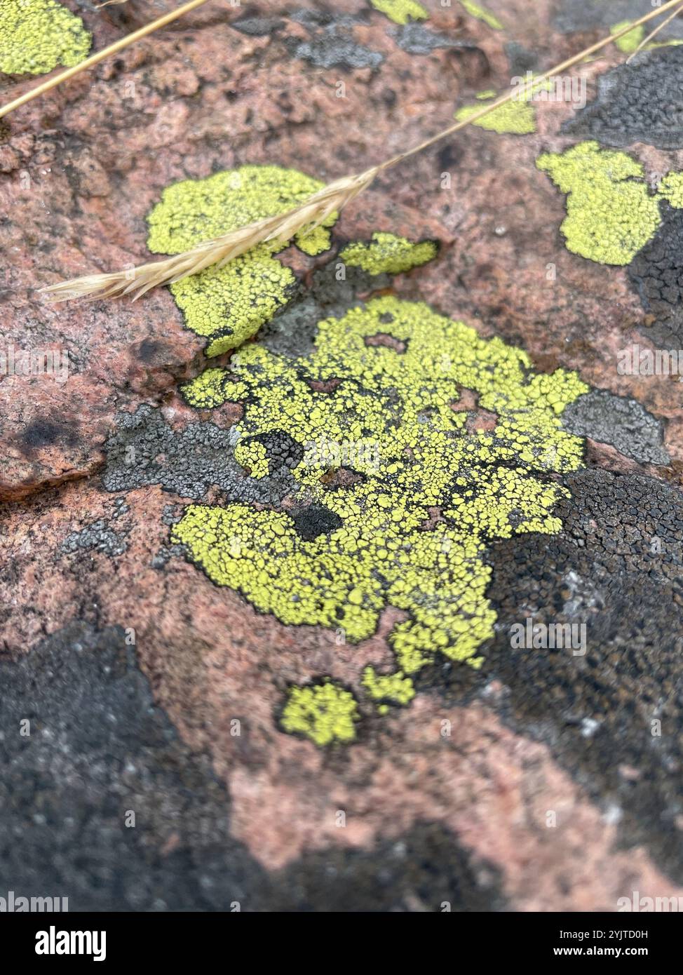 yellow map lichen (Rhizocarpon geographicum Stock Photo - Alamy