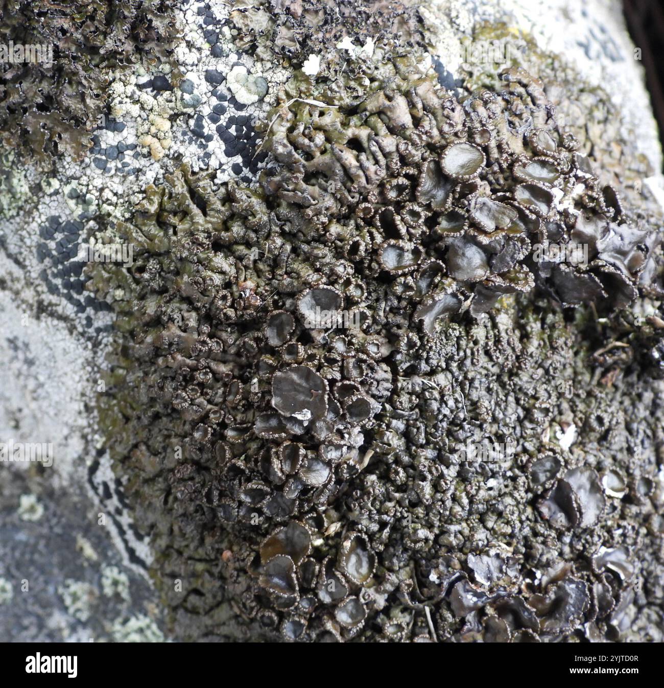 Stygian Black-parmelia (Melanelia stygia Stock Photo - Alamy