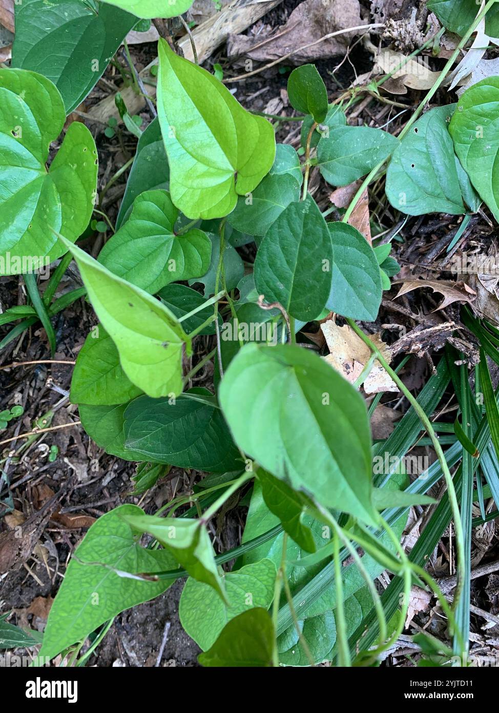 Chinese yam (Dioscorea polystachya Stock Photo - Alamy