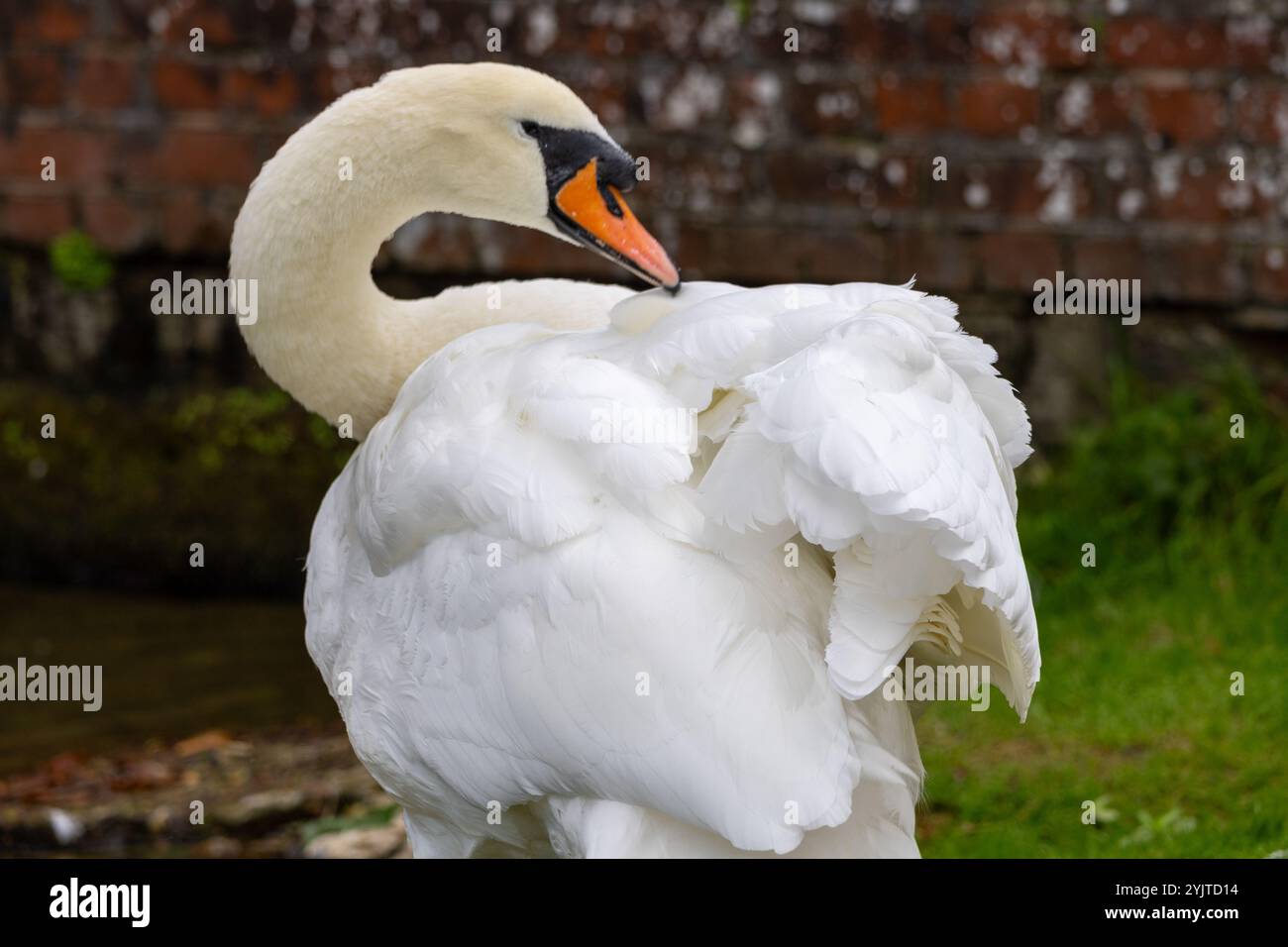 Bird preening wings hi-res stock photography and images - Alamy