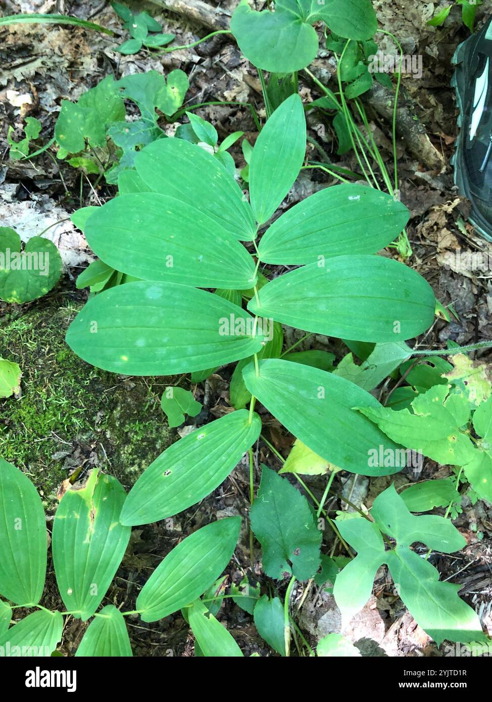 largeflower bellwort (Uvularia grandiflora Stock Photo - Alamy