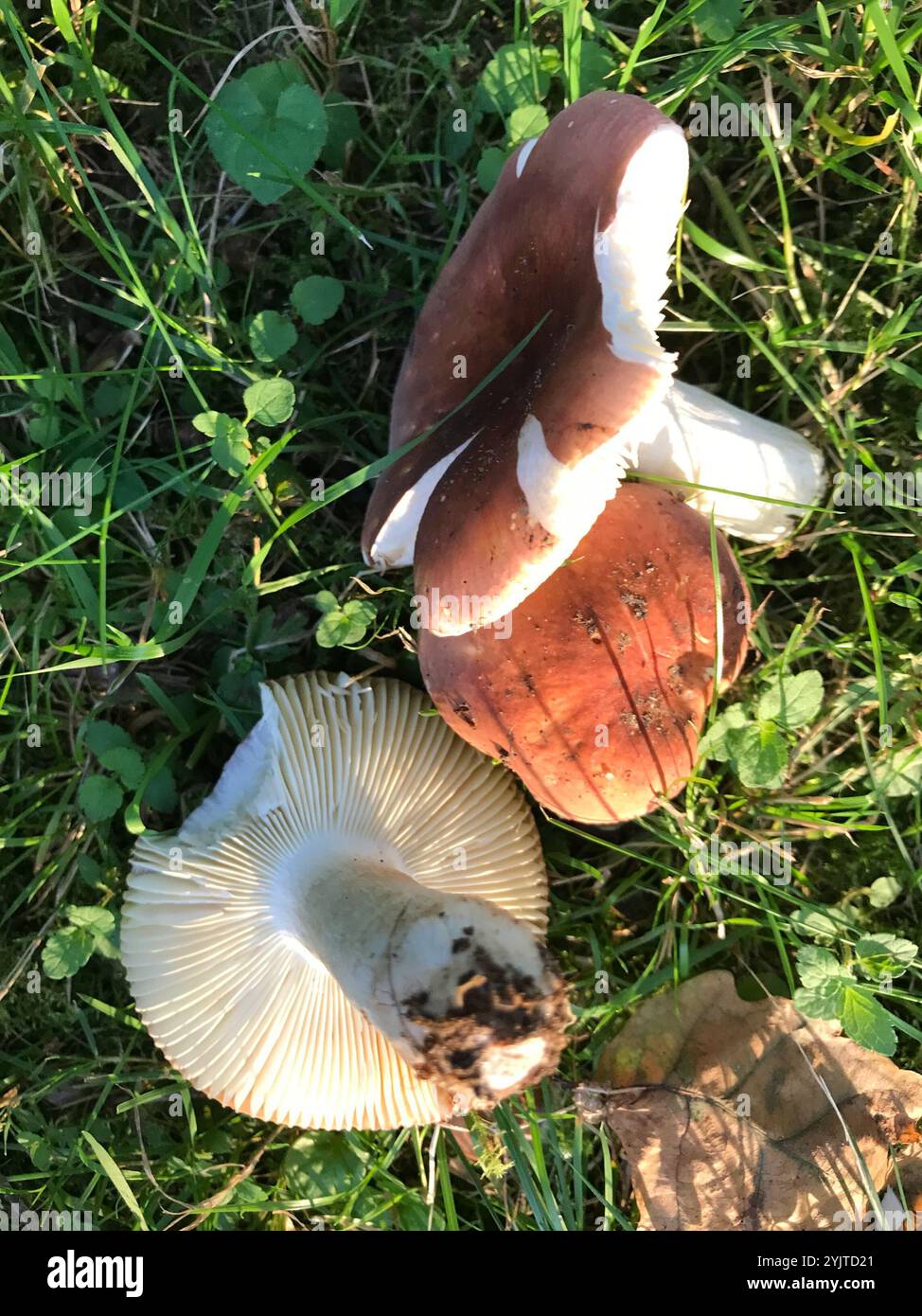 The Flirt (Russula vesca Stock Photo - Alamy