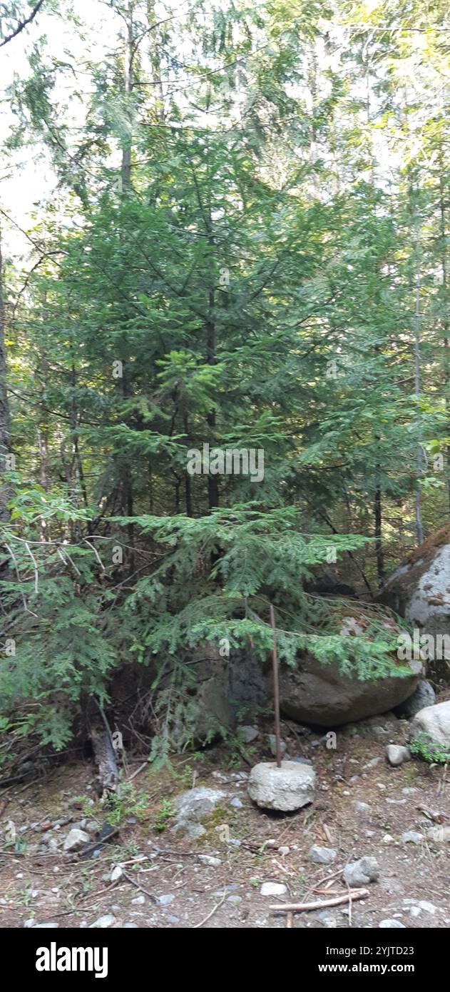 grand fir (Abies grandis Stock Photo - Alamy