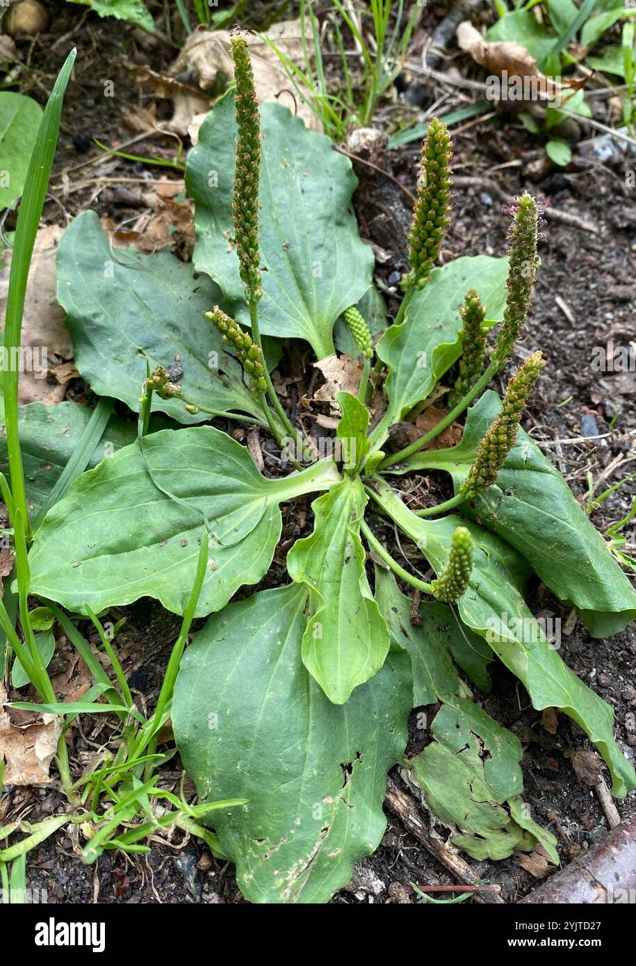 greater plantain (Plantago major Stock Photo - Alamy