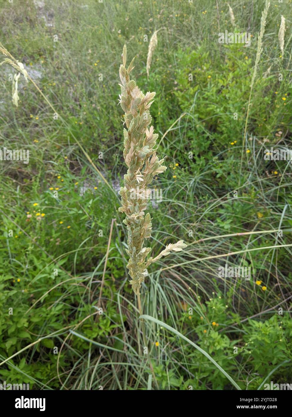 sea oats (Uniola paniculata Stock Photo - Alamy