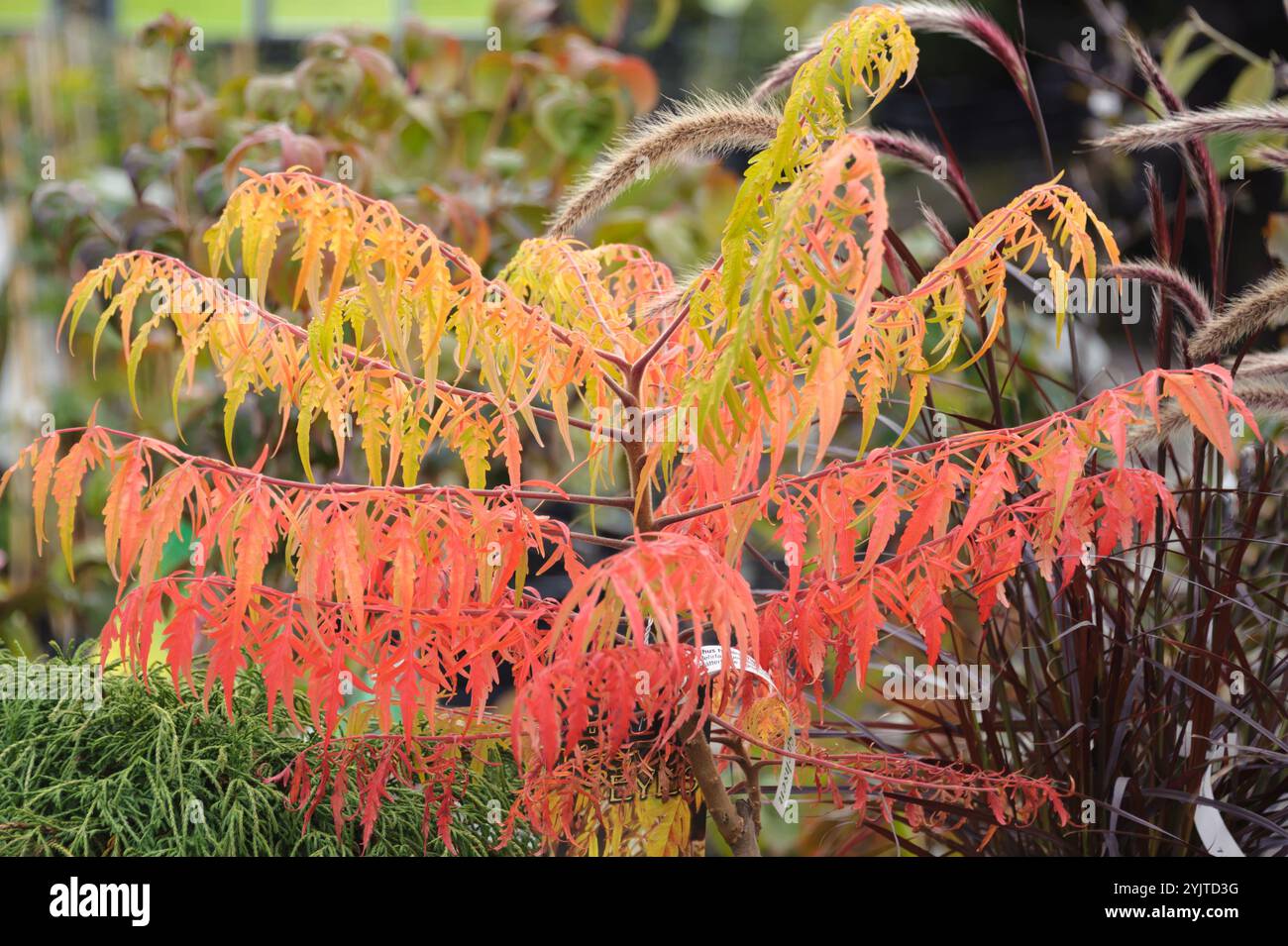 Essigbaum, Rhus typhina TIGER EYES, Sumac, Rhus typhina tigereyes Stock ...