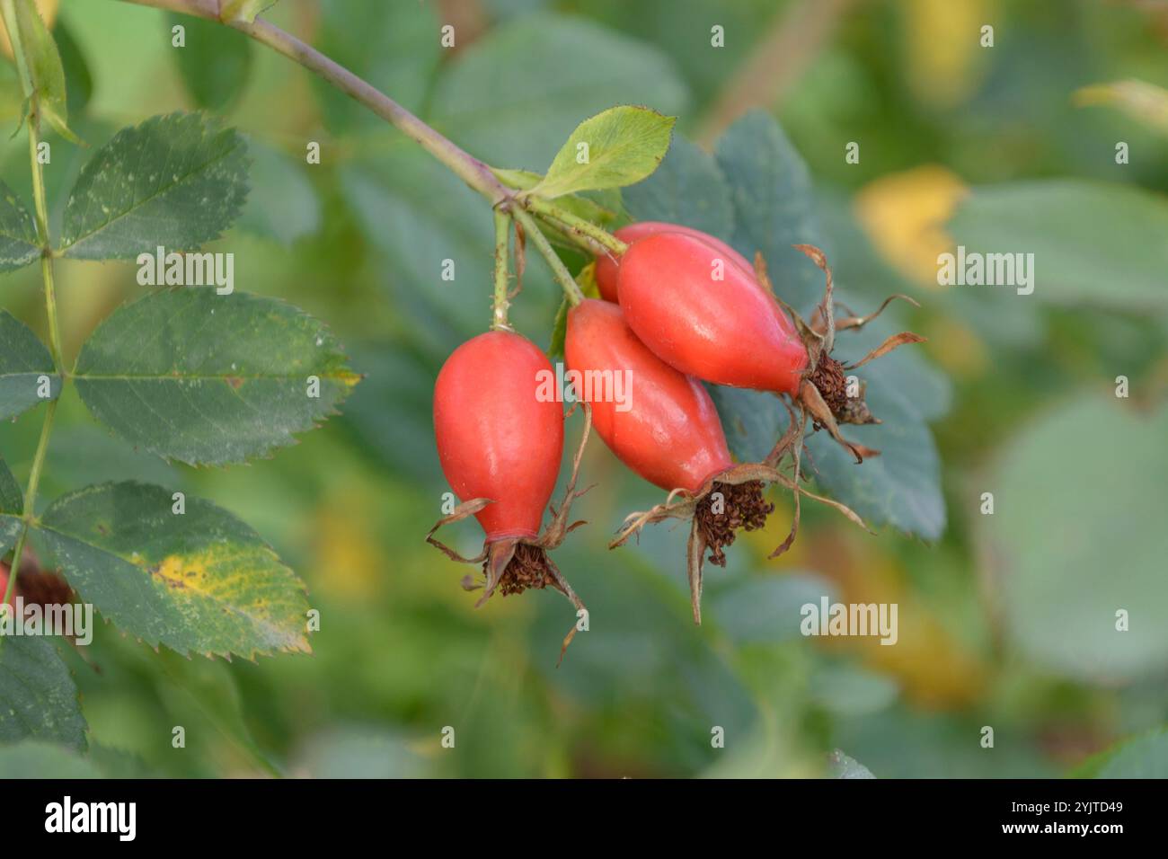 Pillnitzer Vitaminrose, Rosa Pi Ro 3, Pillnitzer Vitamin Rose, Rosa Pi ...