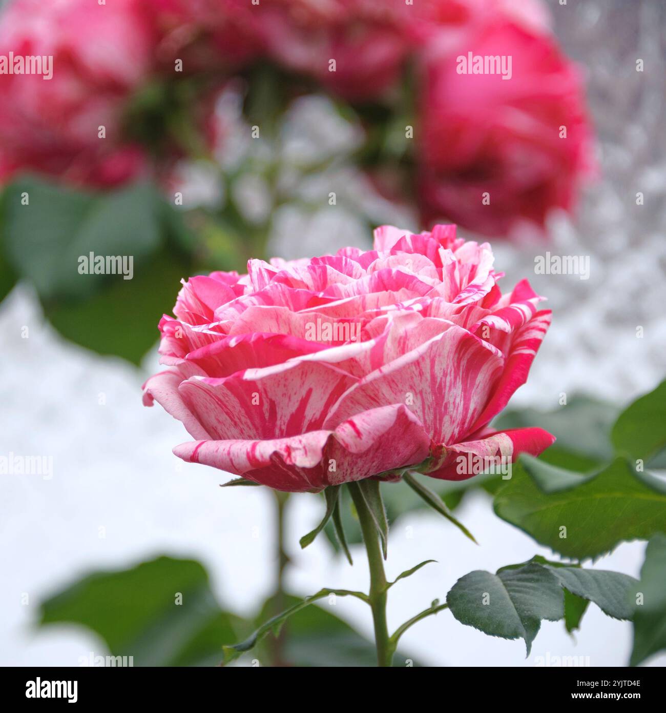 Nostalgie-Rose, Rosa BEST IMPRESSION, Nostalgia Rose, Rosa BEST ...