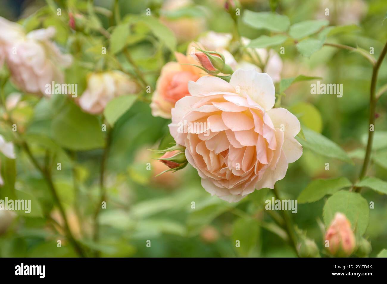 Englische Rose, Rosa GRACE, English Rose, Rosa GRACE Stock Photo - Alamy