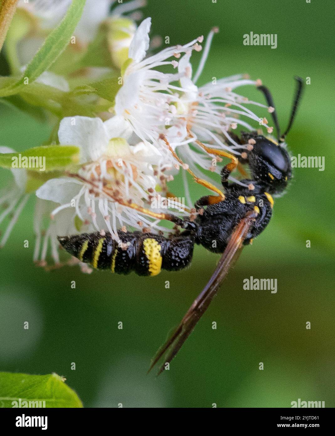 Hump-backed Beewolf (Philanthus gibbosus Stock Photo - Alamy