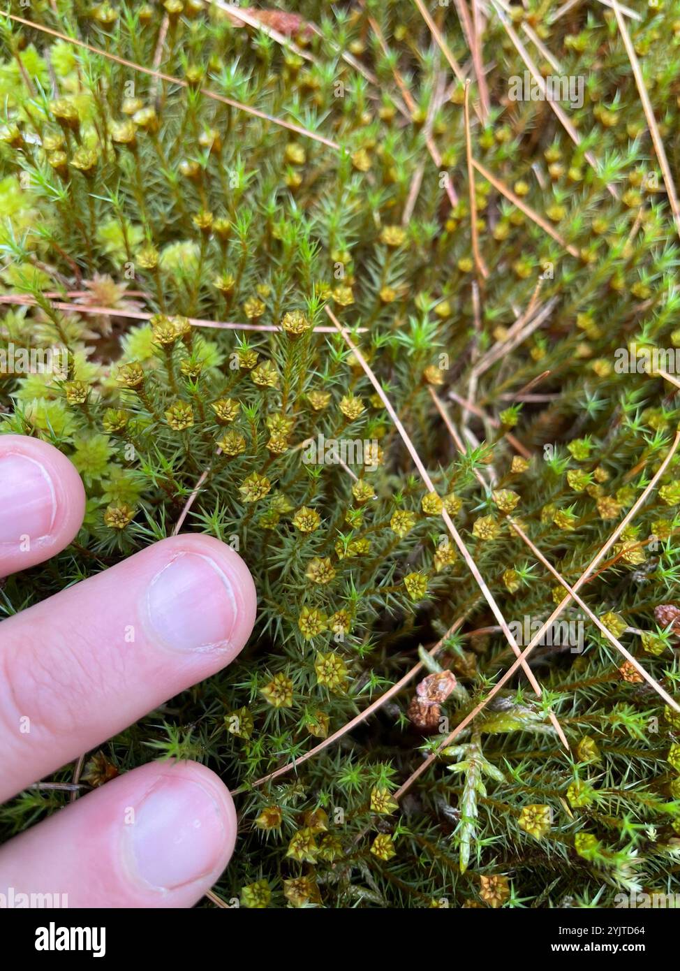 Polytrichum strictum hi-res stock photography and images - Alamy