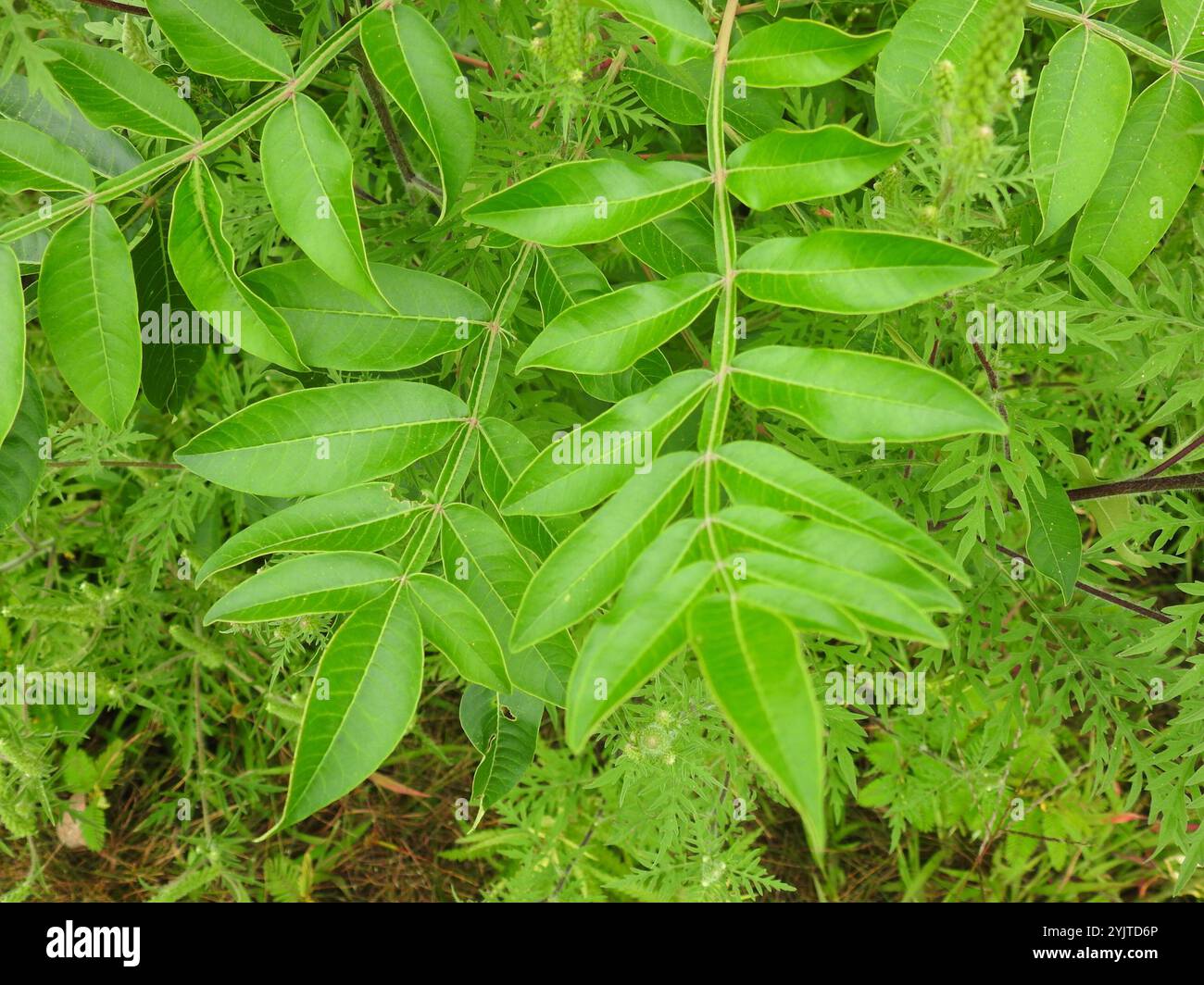 shining sumac (Rhus copallinum Stock Photo - Alamy