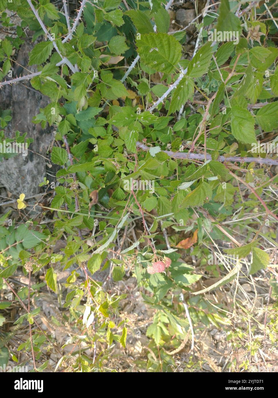 whitebark raspberry (Rubus leucodermis Stock Photo - Alamy