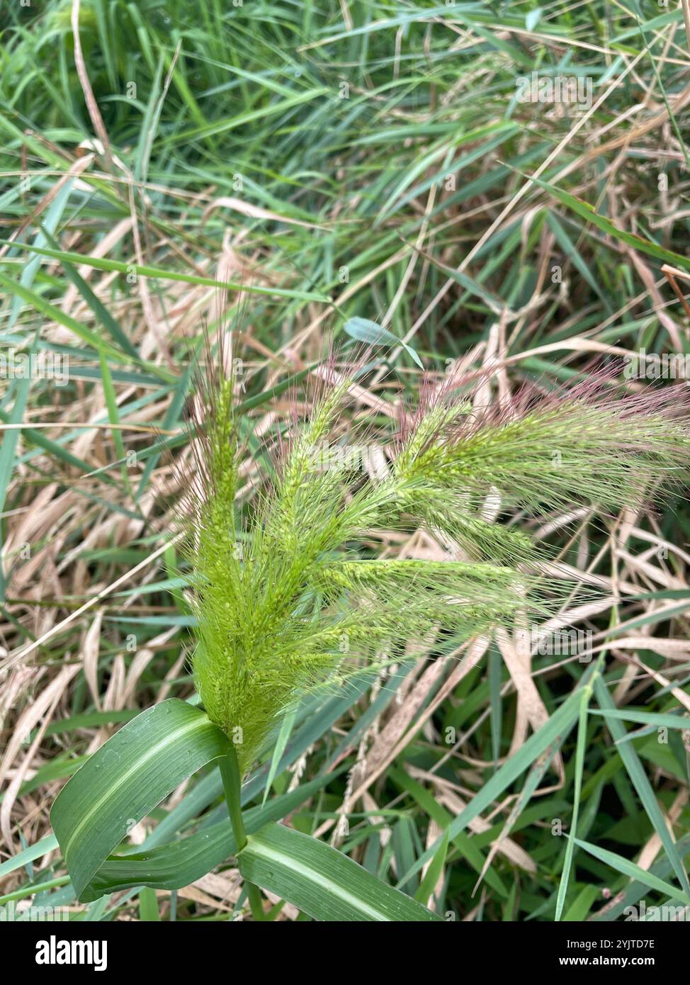 Barnyard Grasses (Echinochloa Stock Photo - Alamy