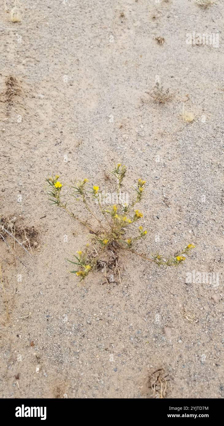 Chinchweed (Pectis papposa Stock Photo - Alamy