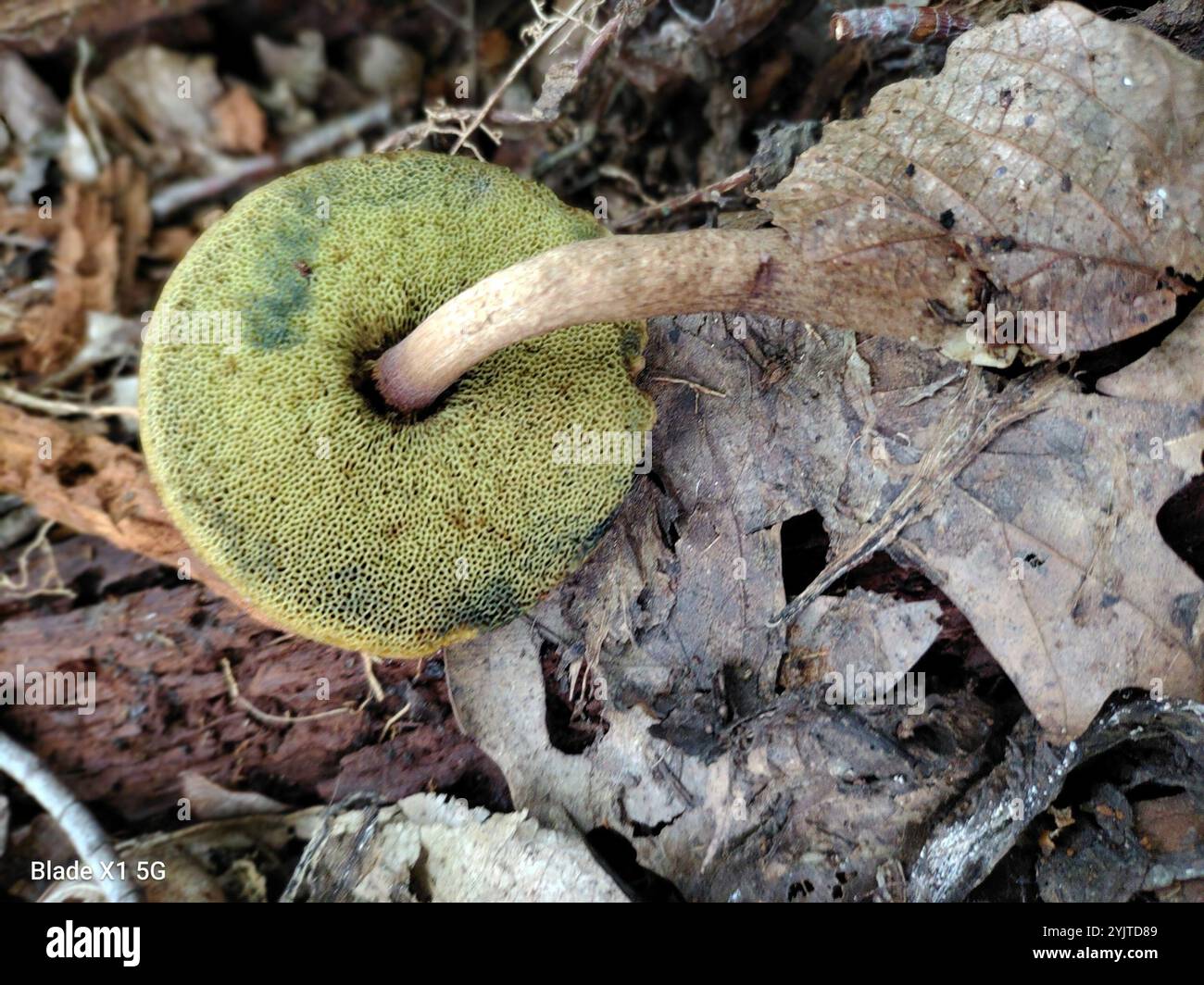 Boletellus hi-res stock photography and images - Alamy