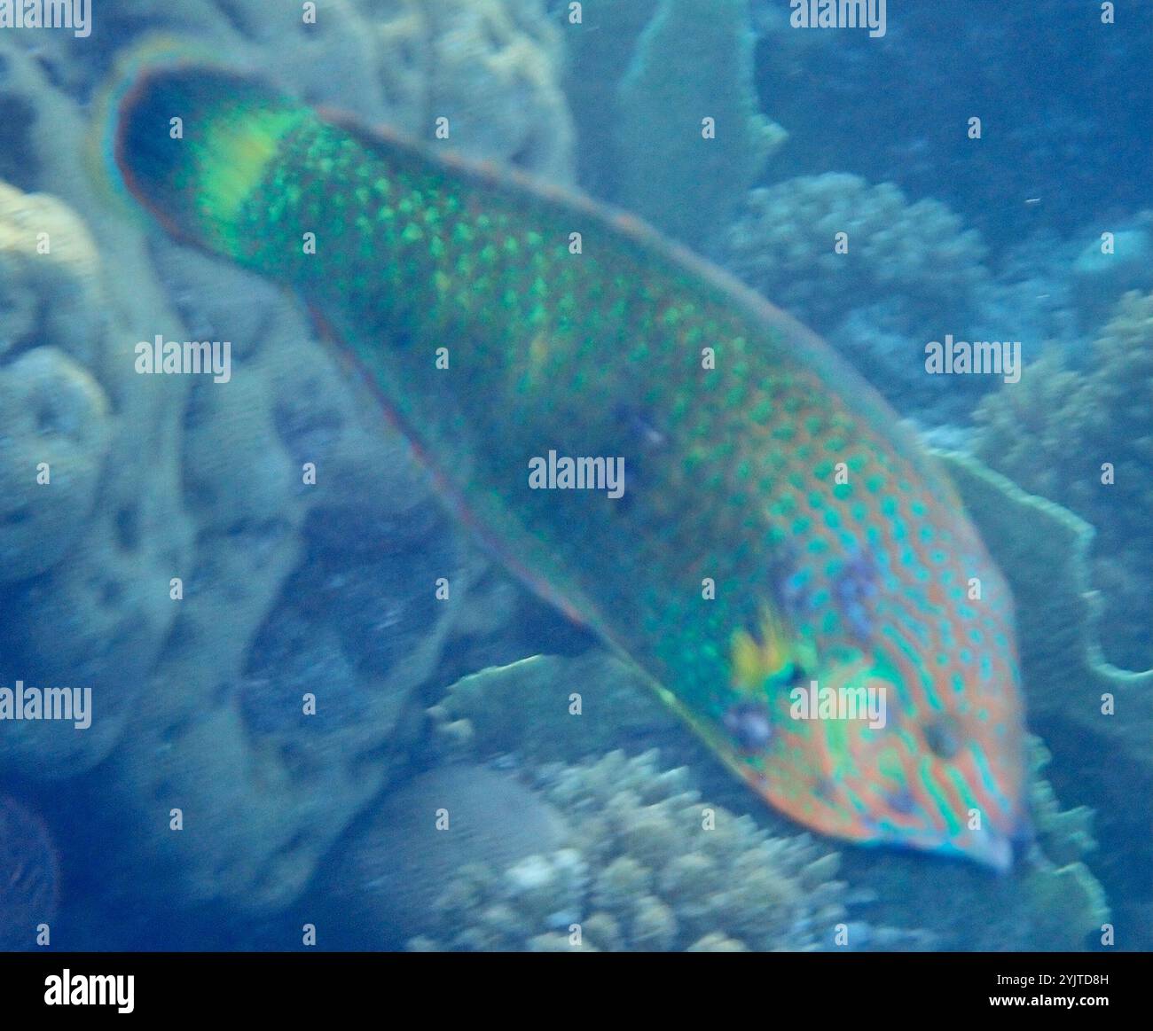 Red Sea Dusky Wrasse (Halichoeres marginatus Stock Photo - Alamy
