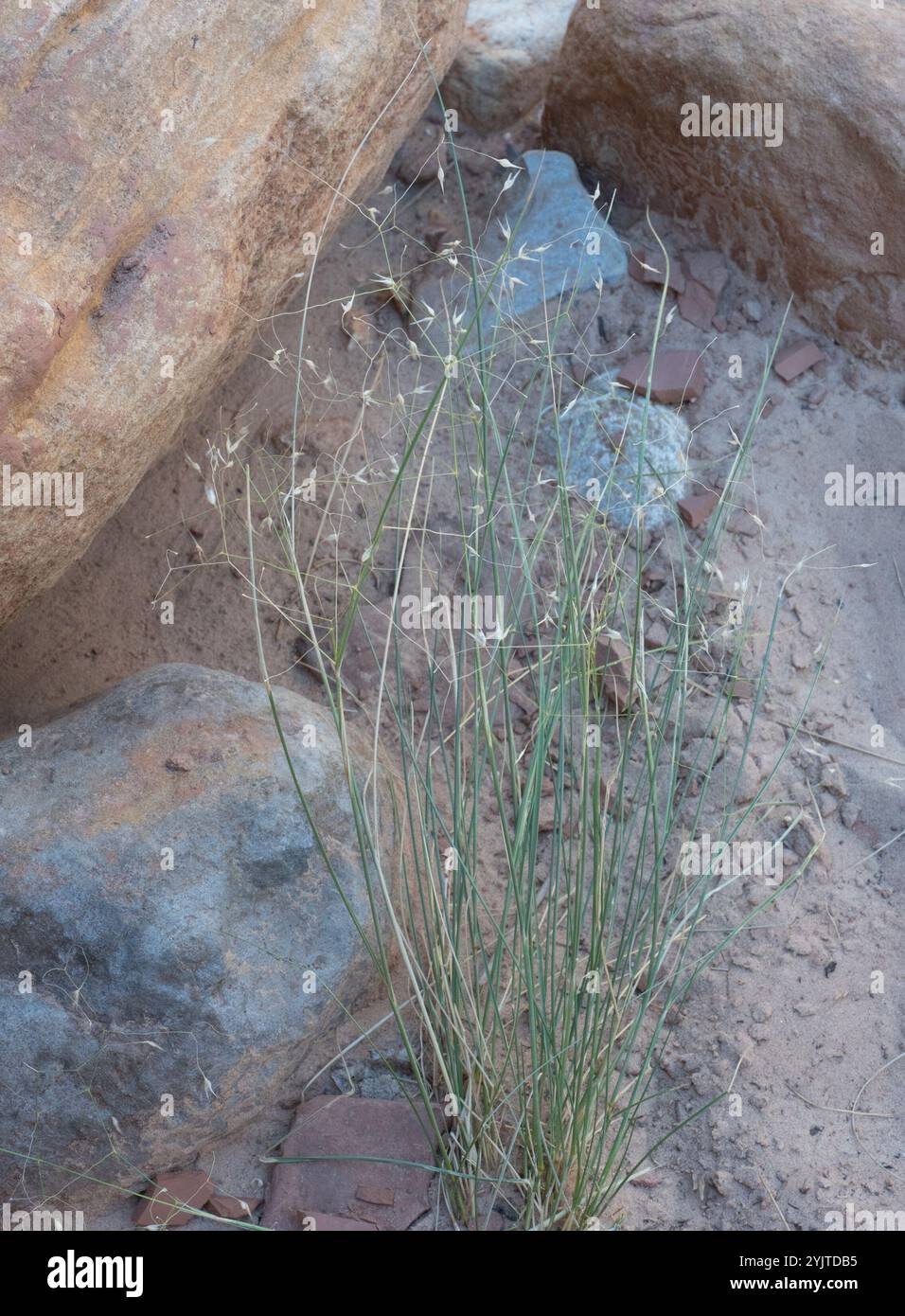 Sand Ricegrass (Eriocoma hymenoides Stock Photo - Alamy