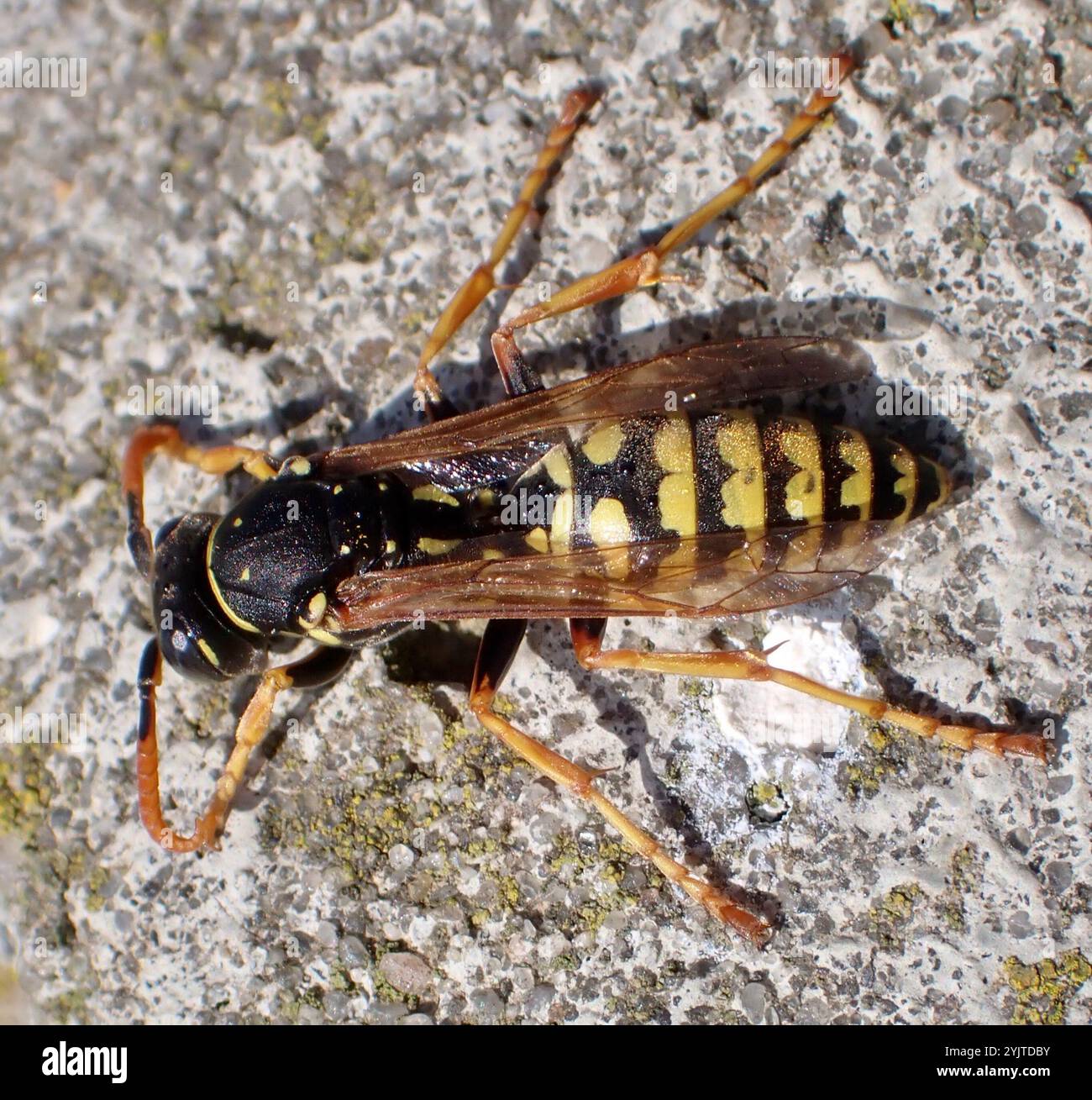 European Paper Wasp (Polistes dominula Stock Photo - Alamy