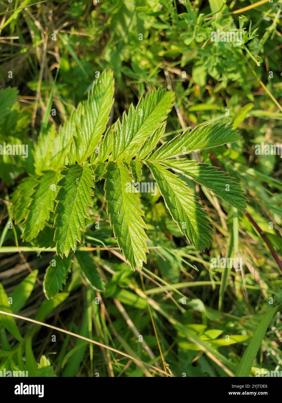 Pacific silverweed (Argentina pacifica Stock Photo - Alamy