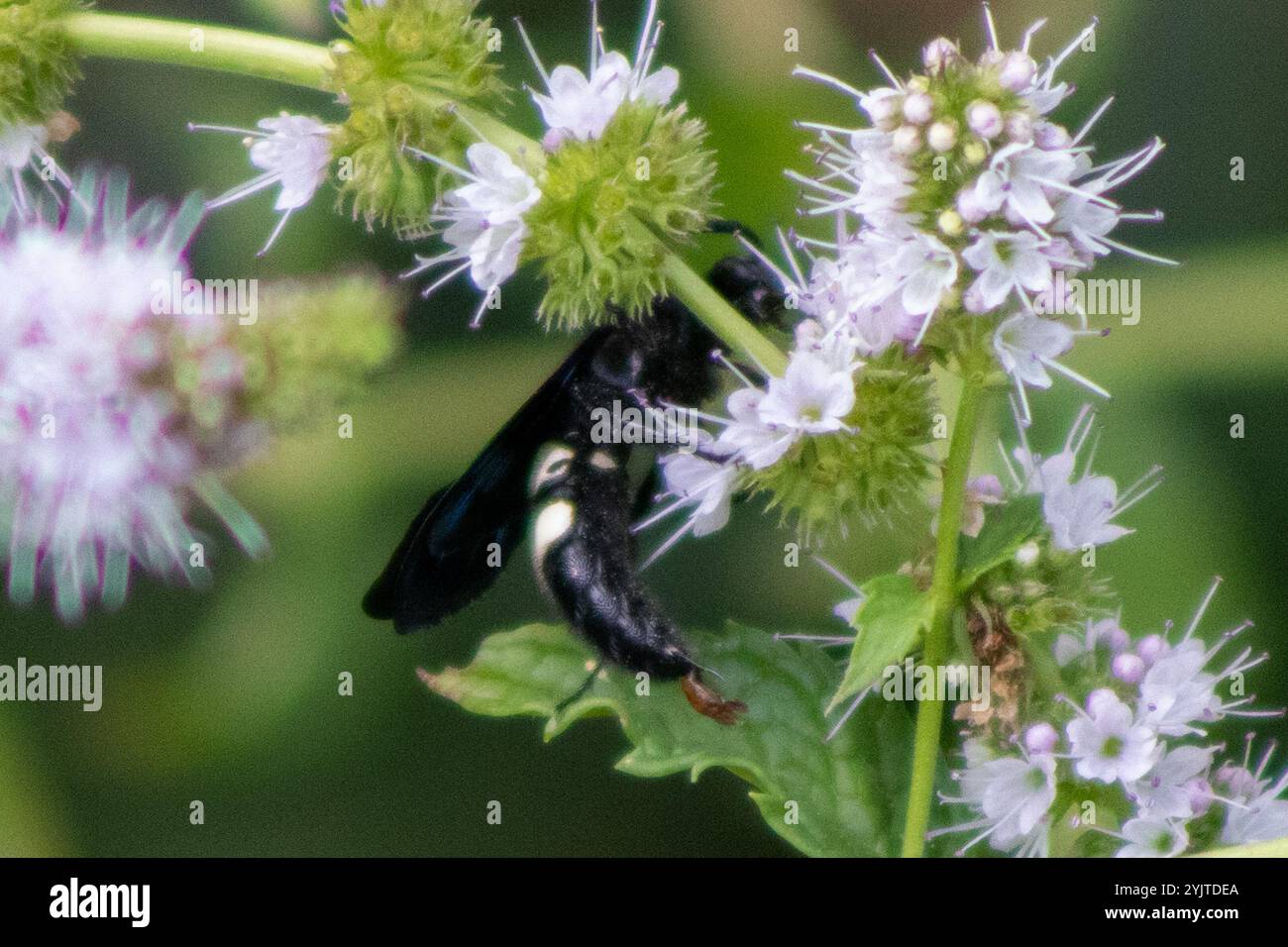 Double-banded Scoliid Wasp (Scolia bicincta Stock Photo - Alamy