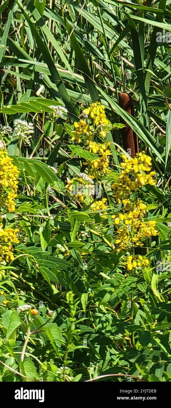 American senna (Senna hebecarpa Stock Photo - Alamy