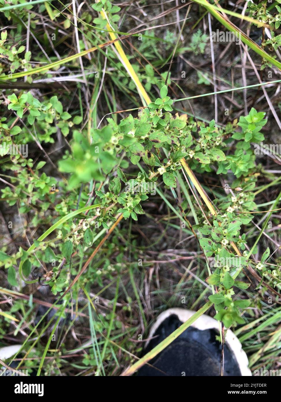 Smallfruit Primrose-Willow (Ludwigia microcarpa Stock Photo - Alamy