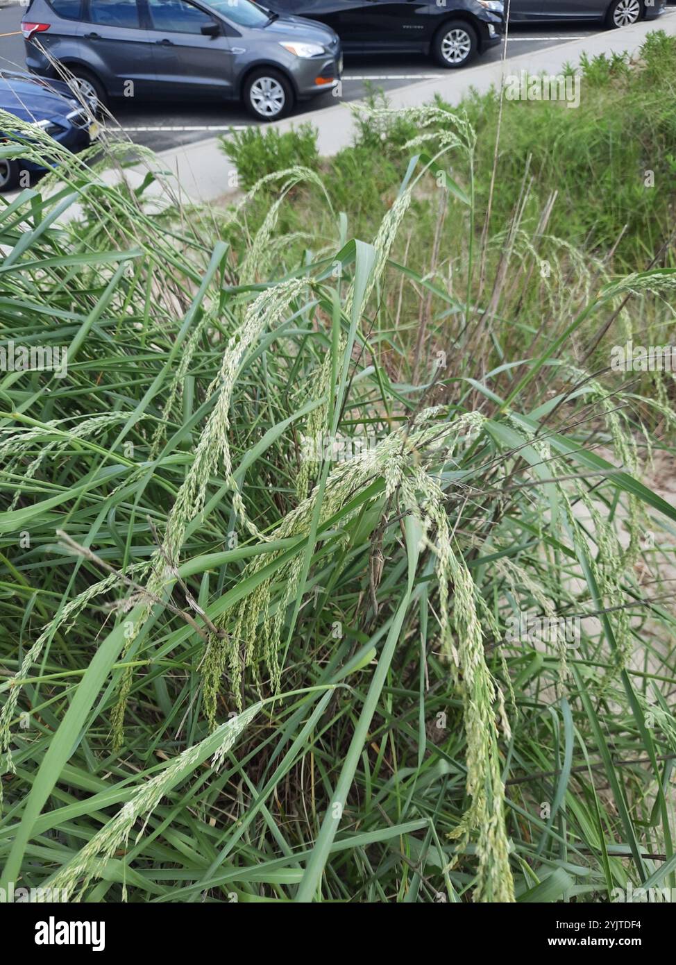 bristlegrasses, bluestems, paspalums, and allies (Panicoideae Stock ...