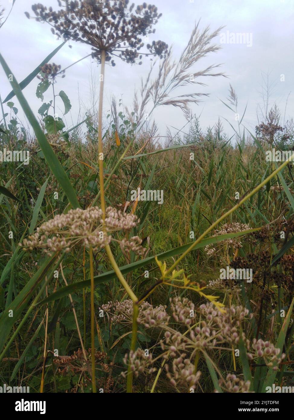 Milk Parsley (Peucedanum palustre Stock Photo - Alamy