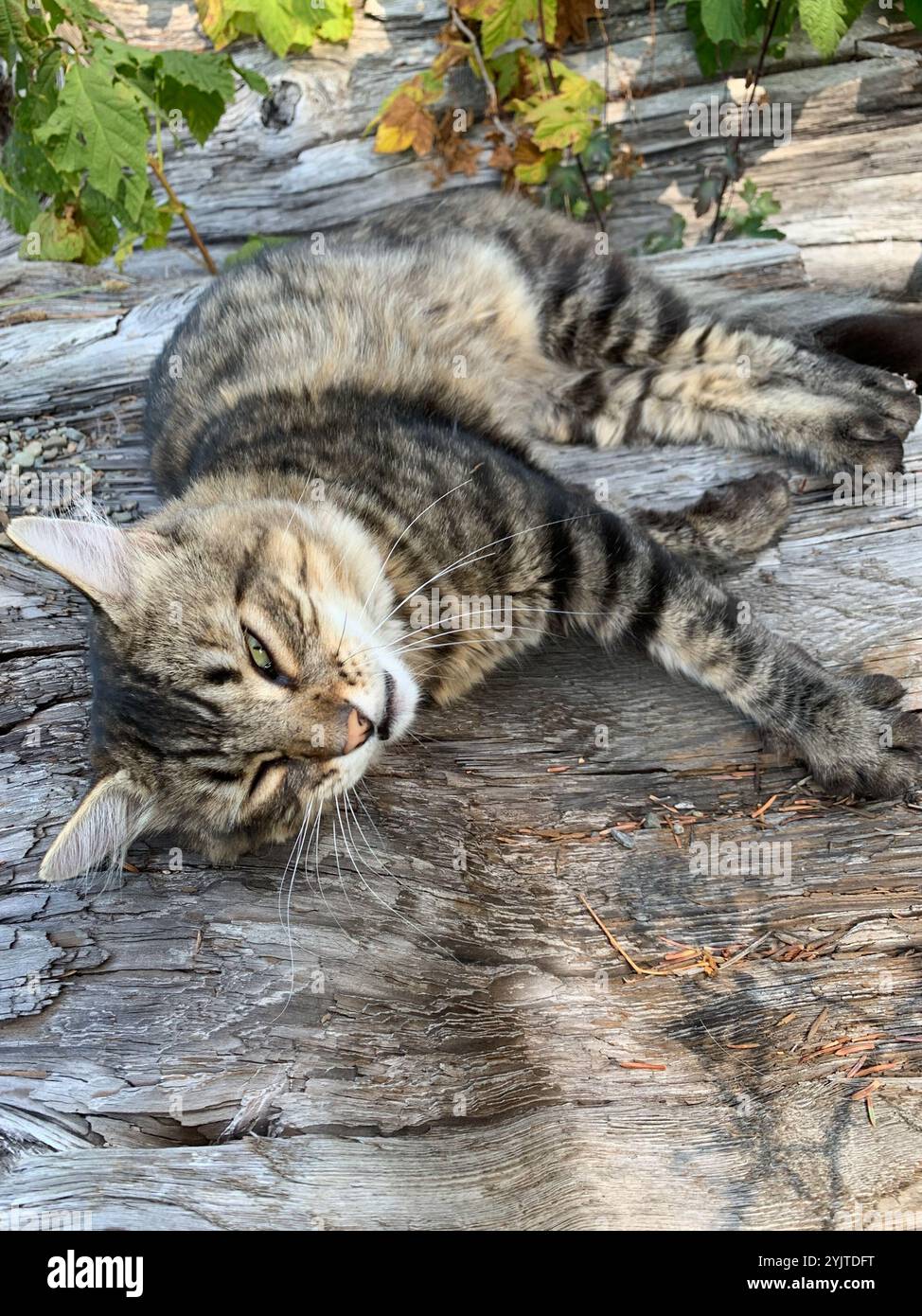 Domestic Cat (Felis catus Stock Photo - Alamy