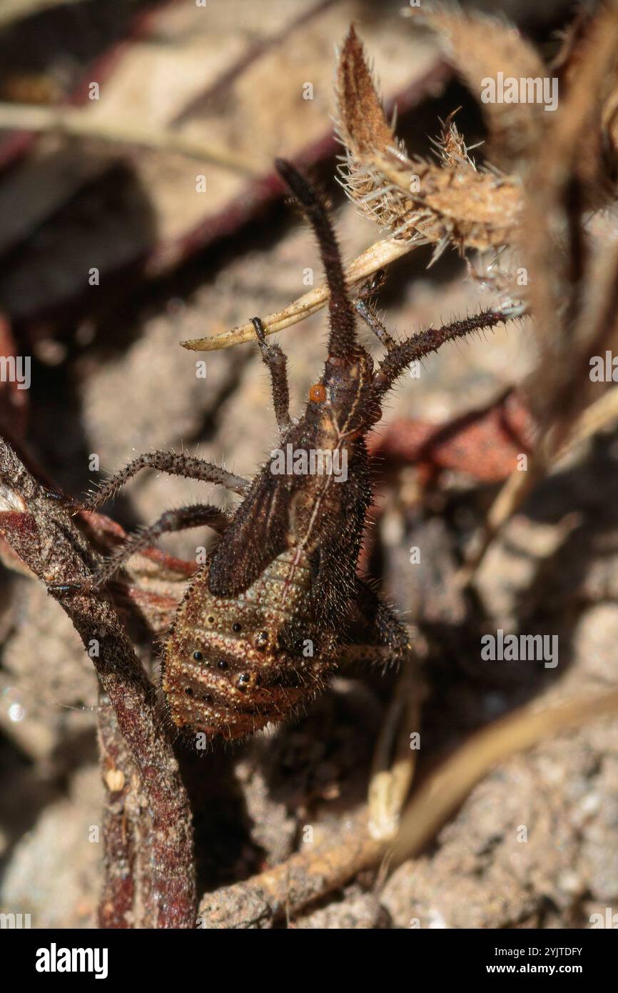 Denticulate Leatherbug (Coriomeris denticulatus Stock Photo - Alamy