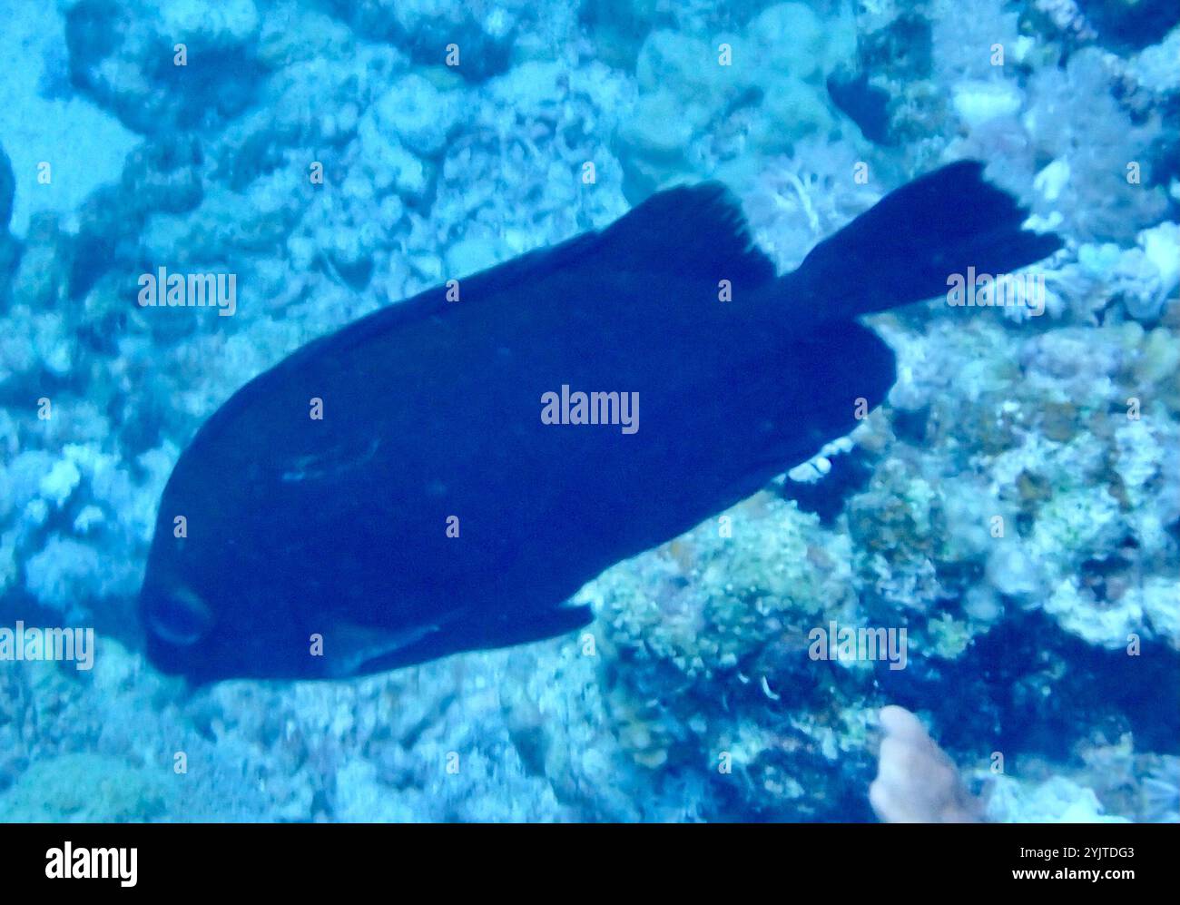 Dusky Spinefoot (Siganus luridus Stock Photo - Alamy