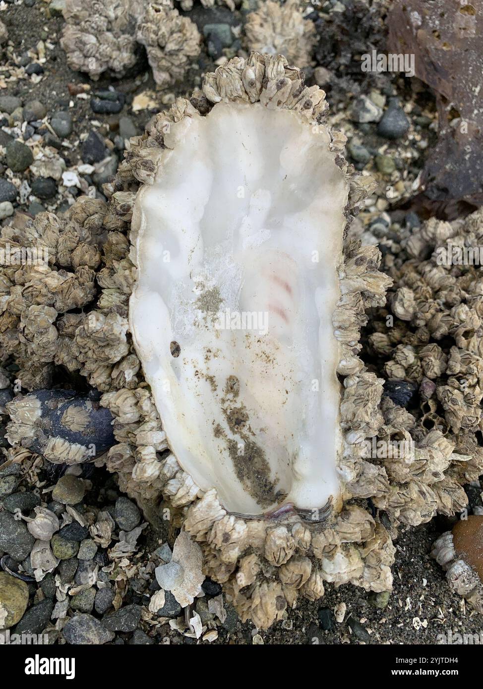 Pacific Oyster (Magallana gigas Stock Photo - Alamy