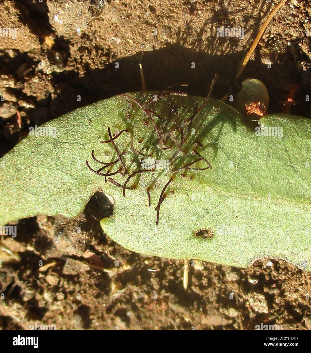 rust fungi (Pucciniales Stock Photo - Alamy