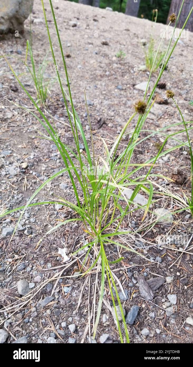 oval sedge (Carex leporina Stock Photo - Alamy
