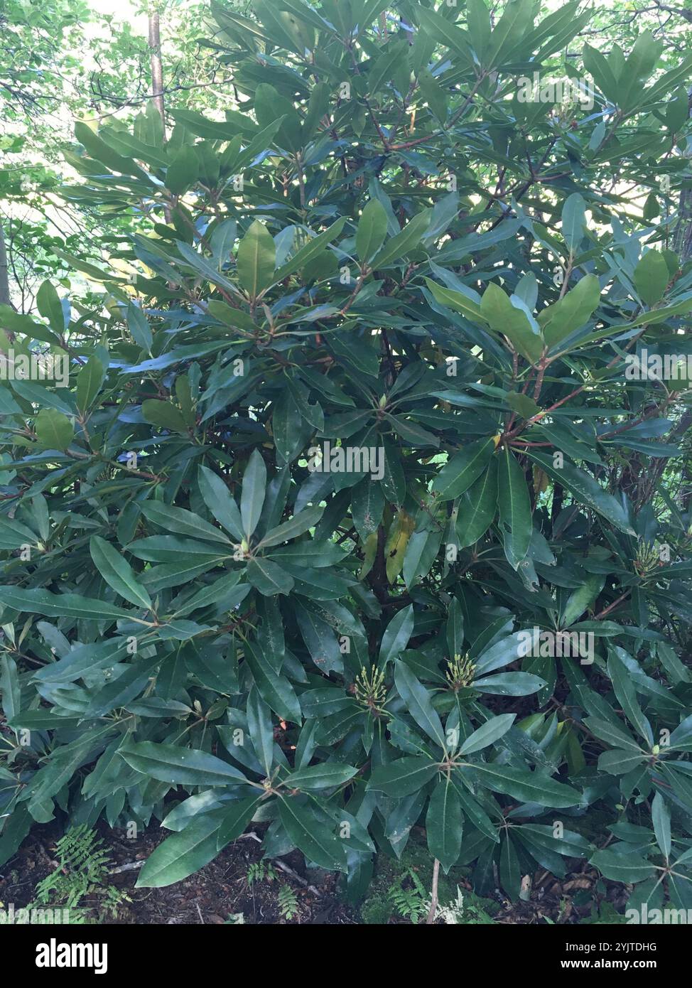 great rhododendron (Rhododendron maximum Stock Photo - Alamy