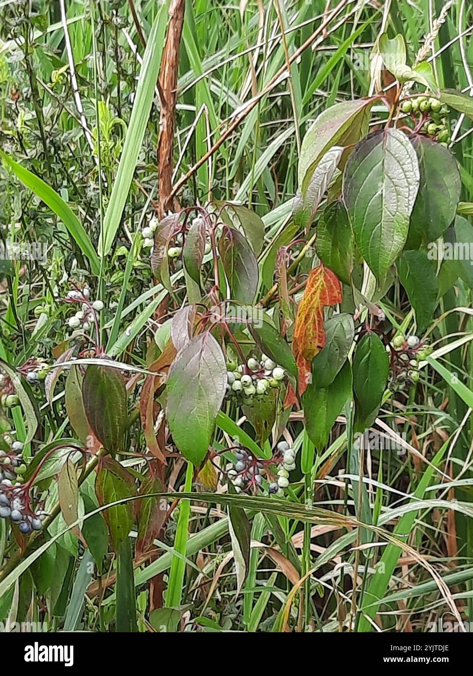 silky dogwood (Cornus amomum Stock Photo - Alamy