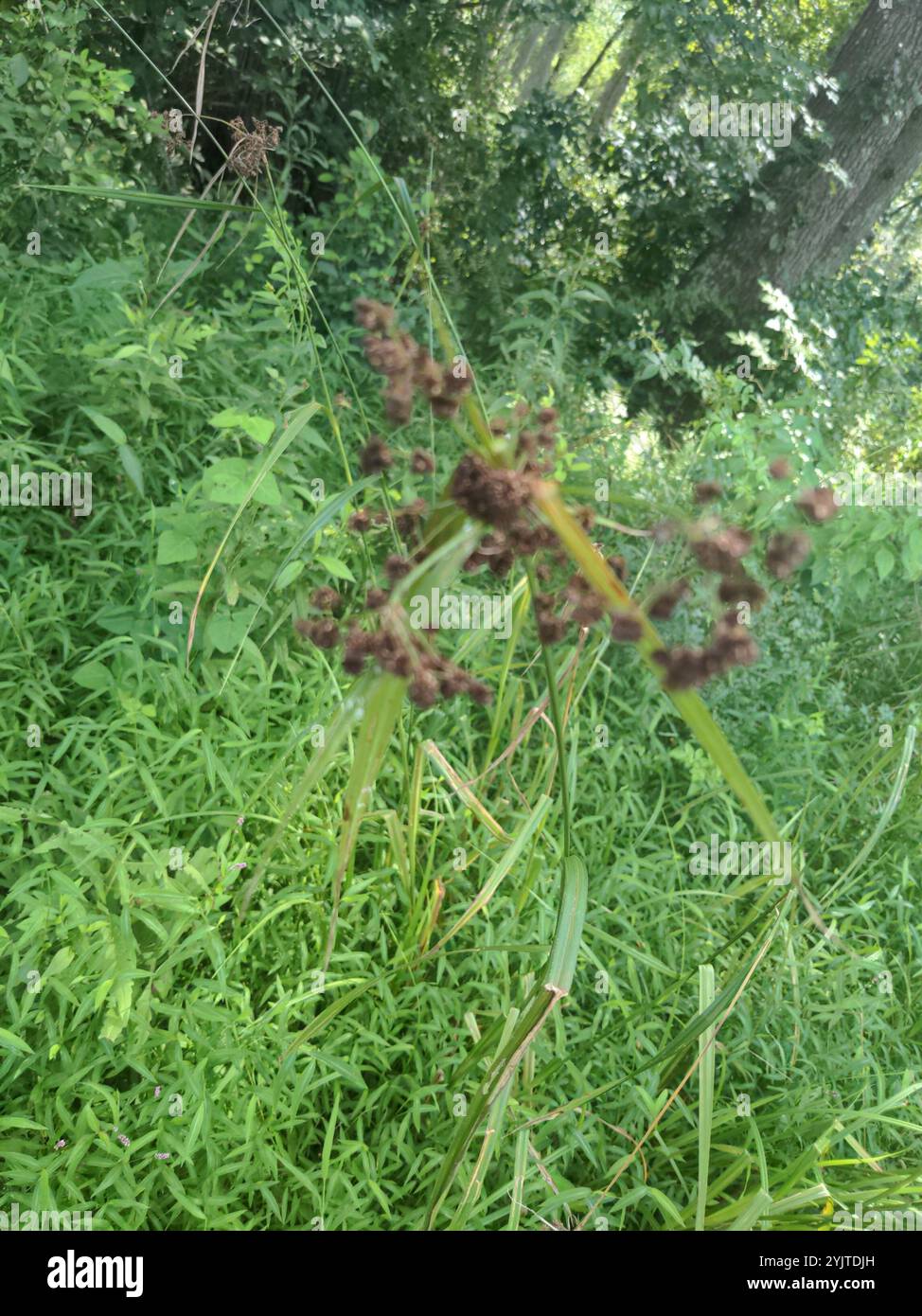 dark green bulrush (Scirpus atrovirens Stock Photo - Alamy