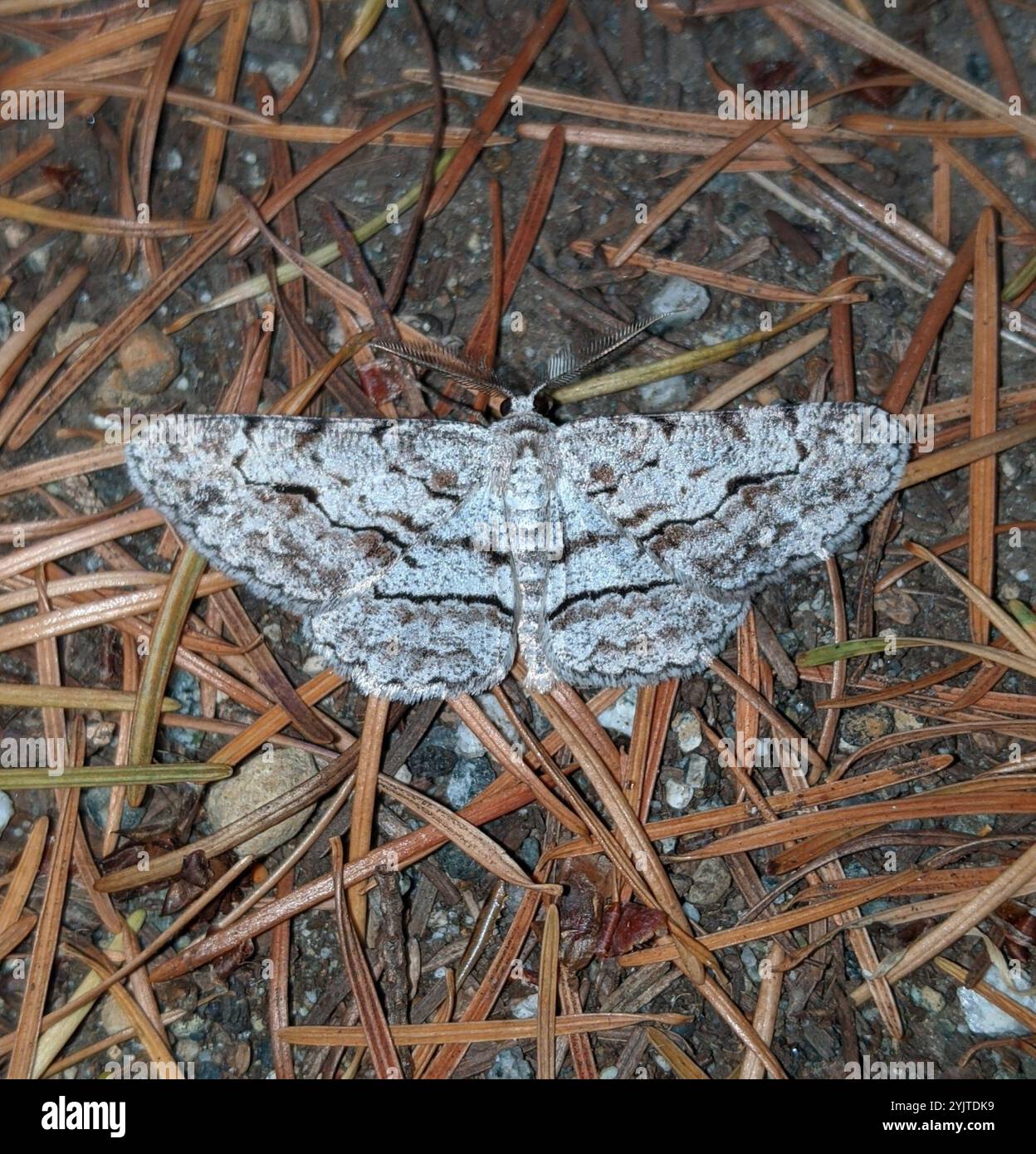 Brown-lined Looper (Neoalcis californiaria Stock Photo - Alamy