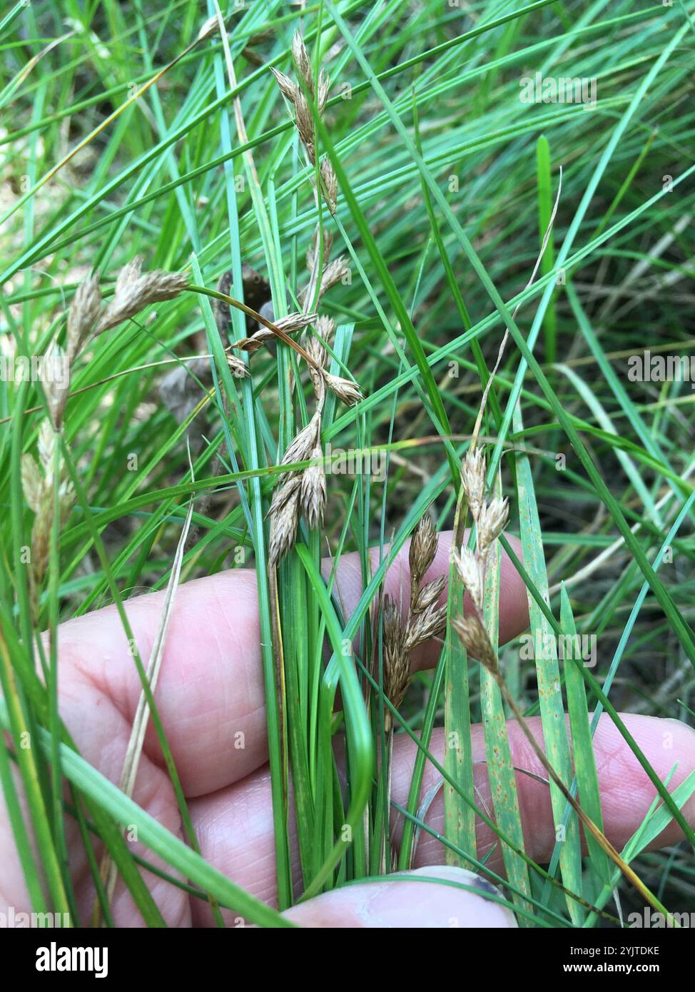 true sedges (Carex Stock Photo - Alamy