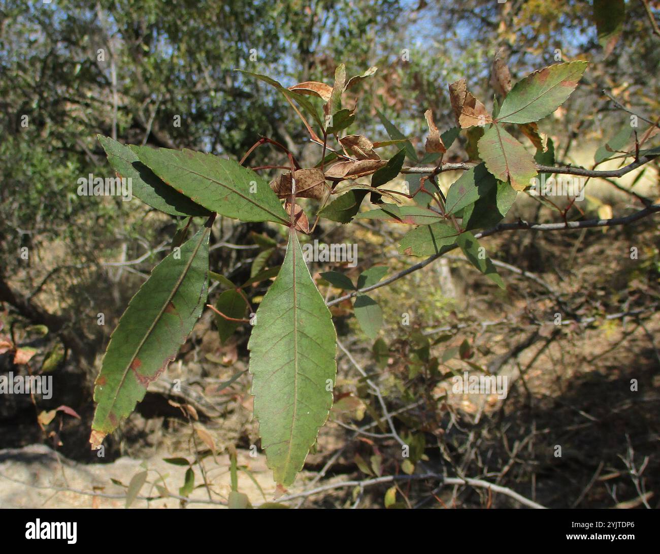 Mountain Karree (Searsia leptodictya Stock Photo - Alamy