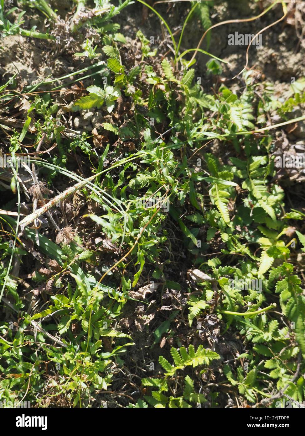 Japanese climbing fern (Lygodium japonicum Stock Photo - Alamy