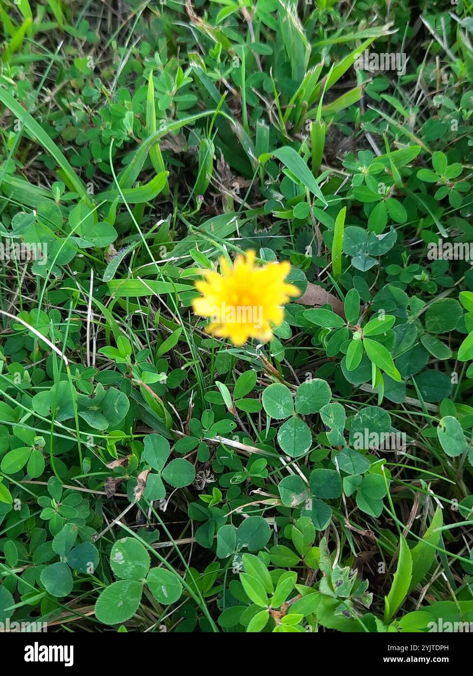 Common Cat's-ear (Hypochaeris radicata Stock Photo - Alamy
