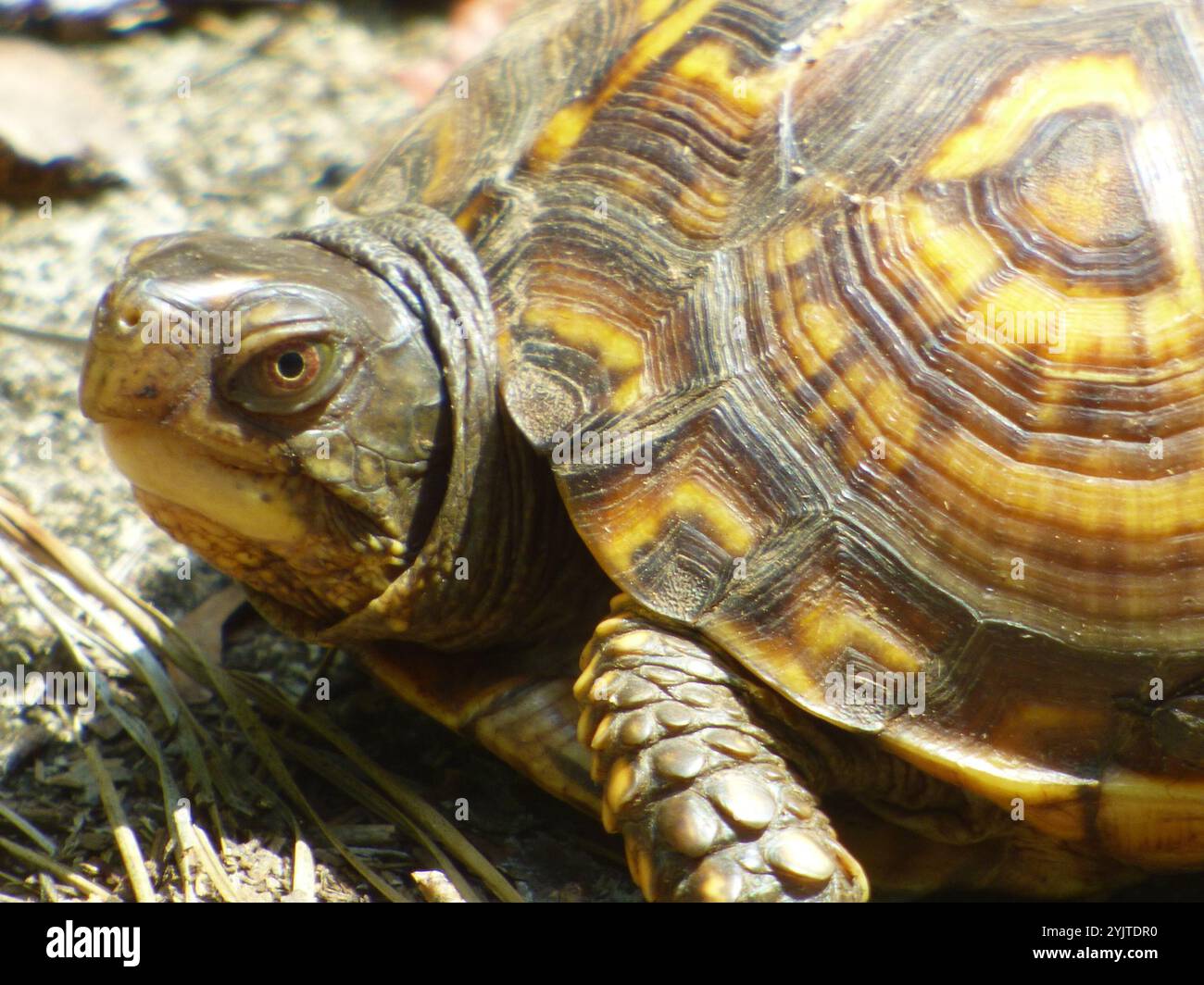 Eastern Box Turtle (Terrapene carolina carolina Stock Photo - Alamy