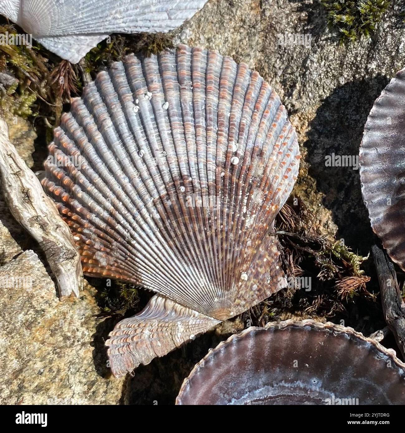 Mimachlamys varia hi-res stock photography and images - Alamy