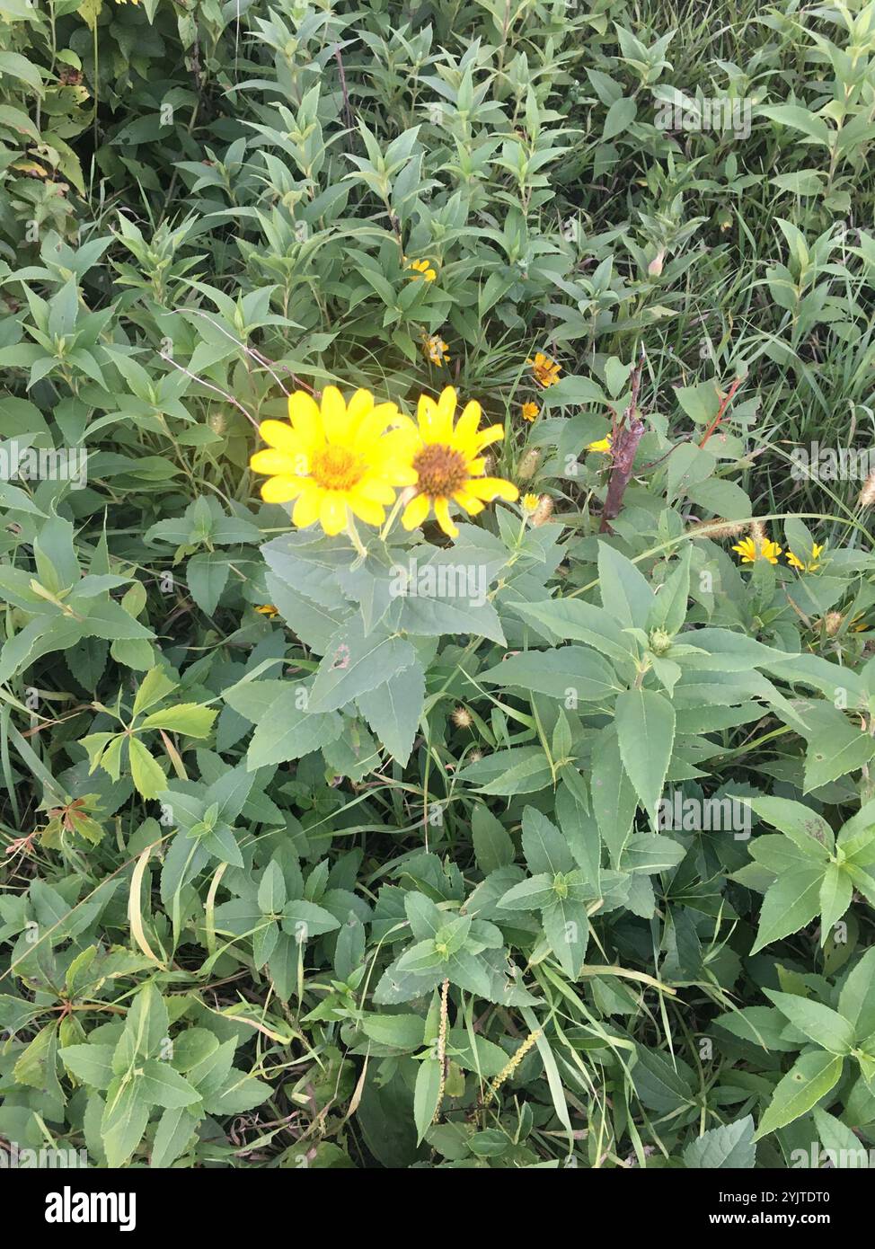 false sunflower (Heliopsis helianthoides Stock Photo - Alamy