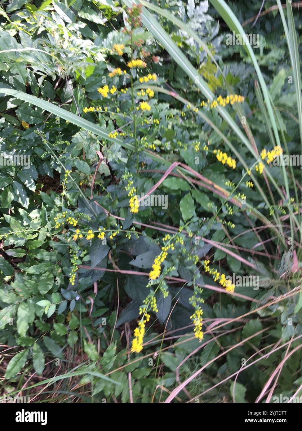 southern rough-leaved goldenrod (Solidago patula strictula Stock Photo ...