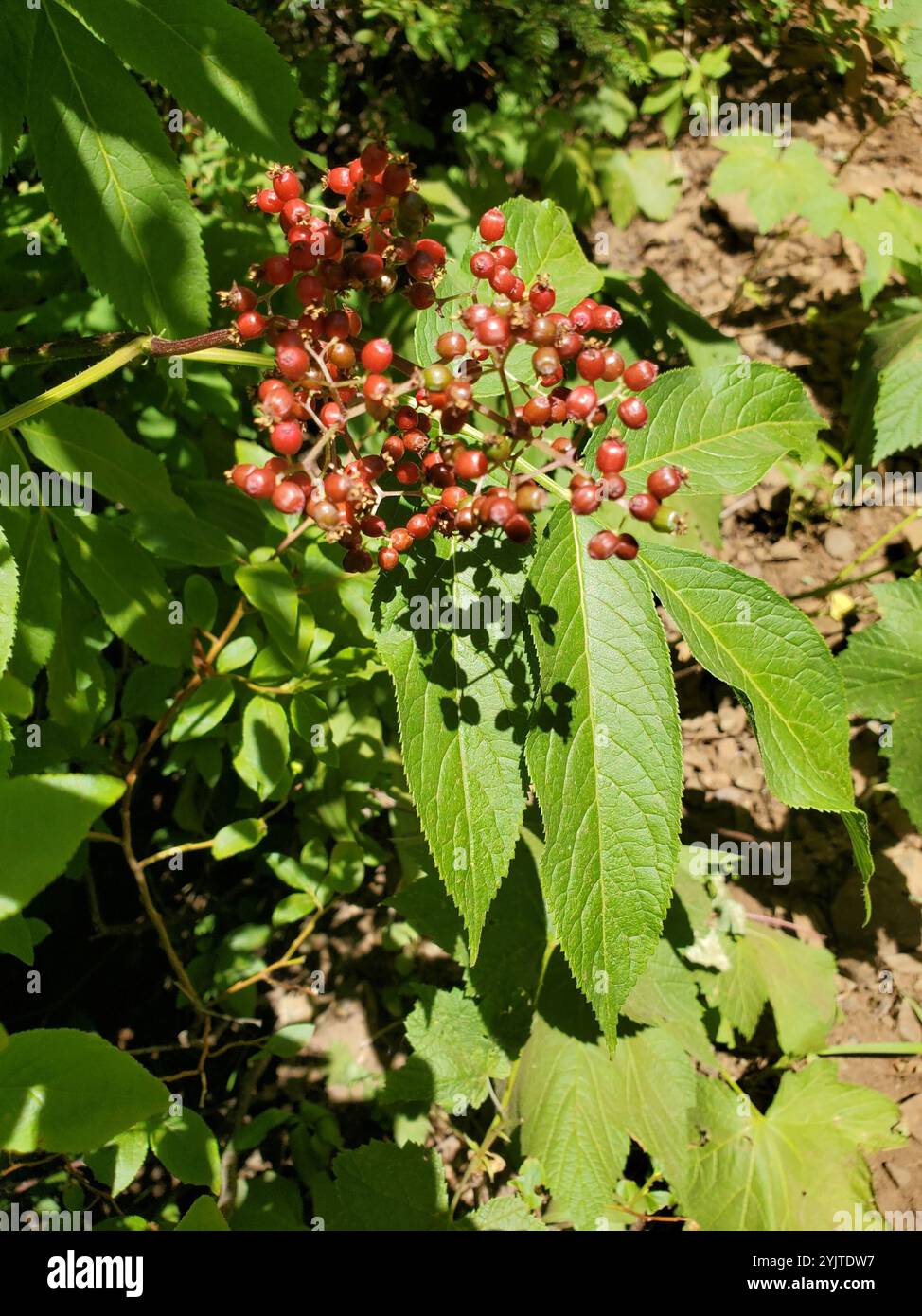 red-berried elder (Sambucus racemosa Stock Photo - Alamy