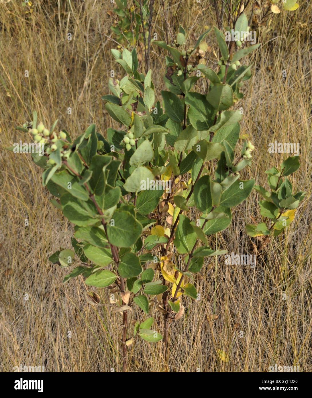 Western Snowberry (Symphoricarpos occidentalis Stock Photo - Alamy