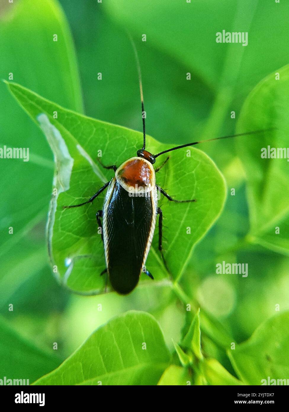Pale-bordered Field Cockroach (Pseudomops septentrionalis Stock Photo ...